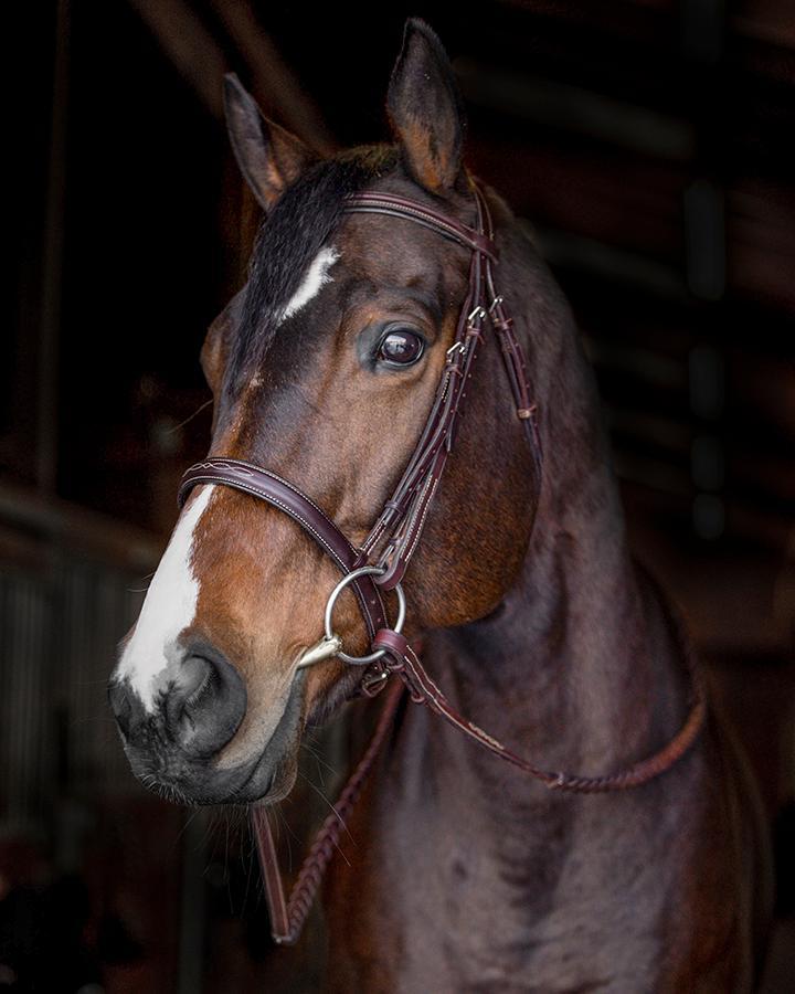 Edgewood Leather Pre-Oiled 1 IN Fancy Stitched Raised Bridle Hunter ...