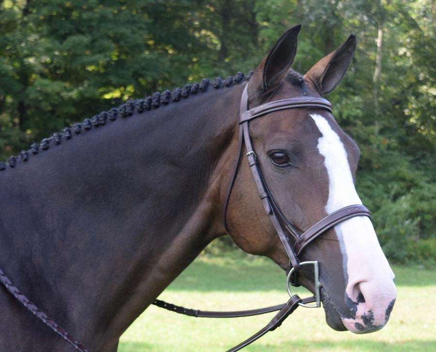 Black Oak Spruce Wide Raised Fancy Stitched Bridle Hunter Bridles at ...
