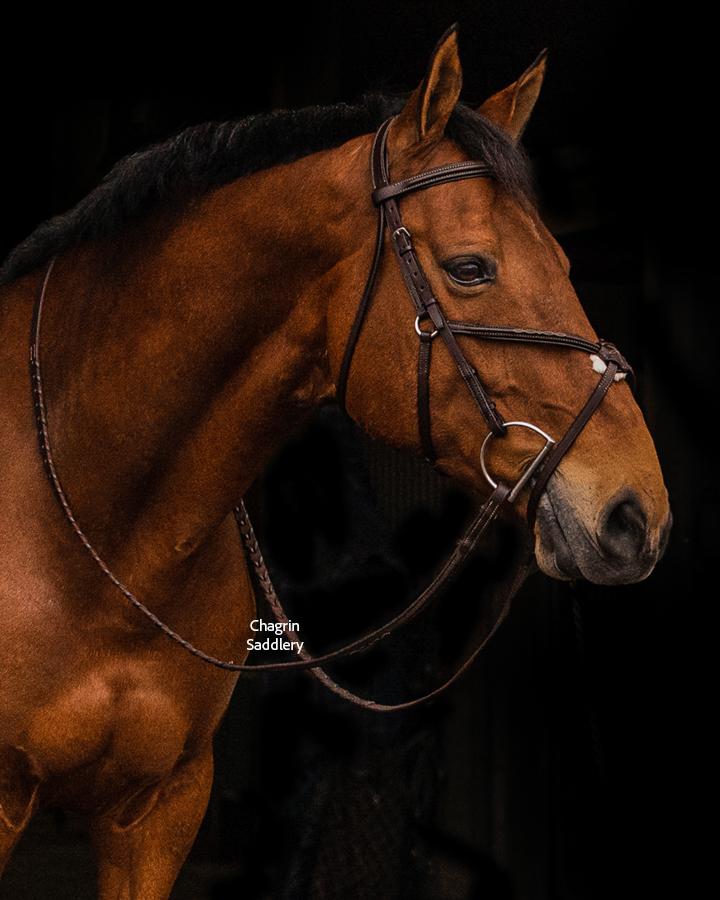 Edgewood Leather Pre-Oiled 5/8 IN Fancy Padded Figure-8 Padded Crown ...