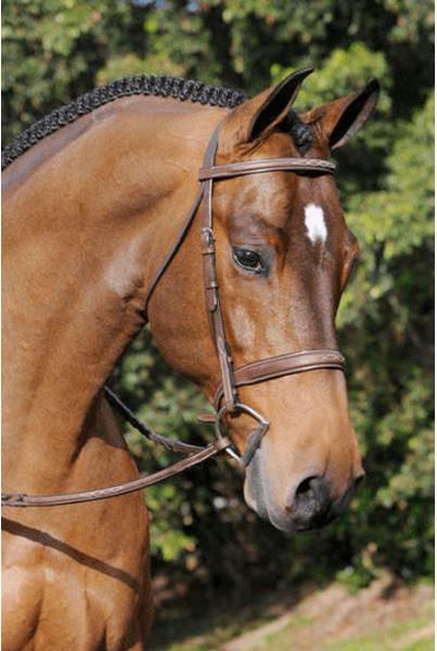 Arc De Triomphe Tack Tribute Bridle with Raised Fancy Laced Reins ...